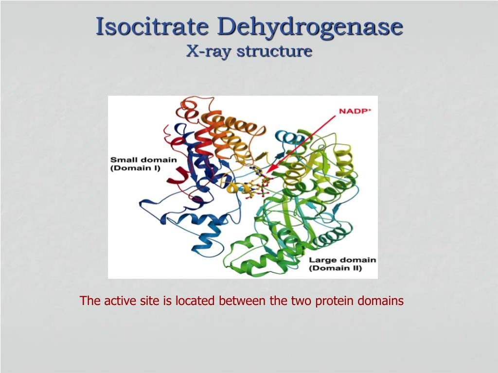 Ppt Metalloenzymes Powerpoint Presentation Free Download Id6238349