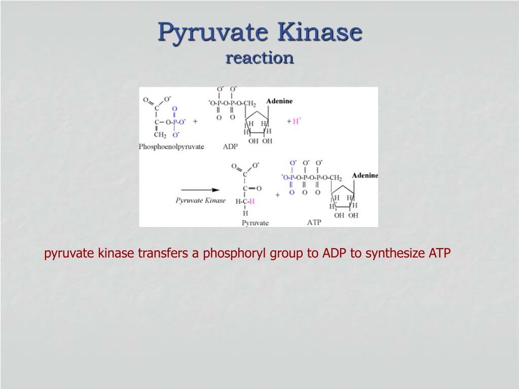 PPT - Metalloenzymes PowerPoint Presentation, free download - ID:6238349