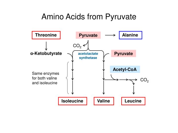 PPT - Overview of Nitrogen Metabolism and Biosynthesis of Amino Acids ...