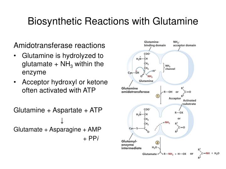 PPT - Overview of Nitrogen Metabolism and Biosynthesis of Amino Acids ...