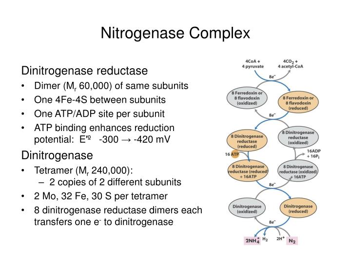 PPT - Overview of Nitrogen Metabolism and Biosynthesis of Amino Acids ...