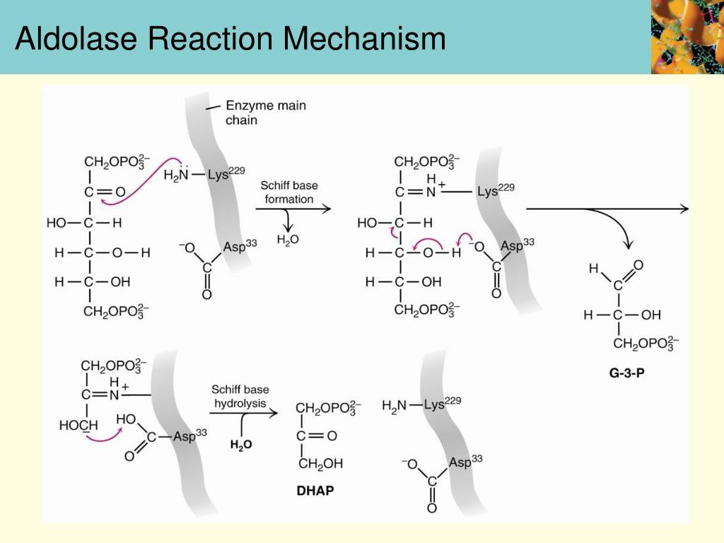 PPT - The Overall Pathway of Glycolysis PowerPoint Presentation, free ...