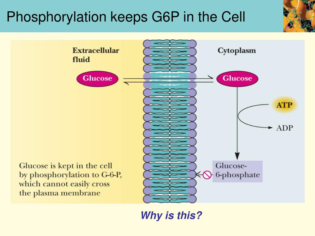 PPT - The Overall Pathway of Glycolysis PowerPoint Presentation, free ...