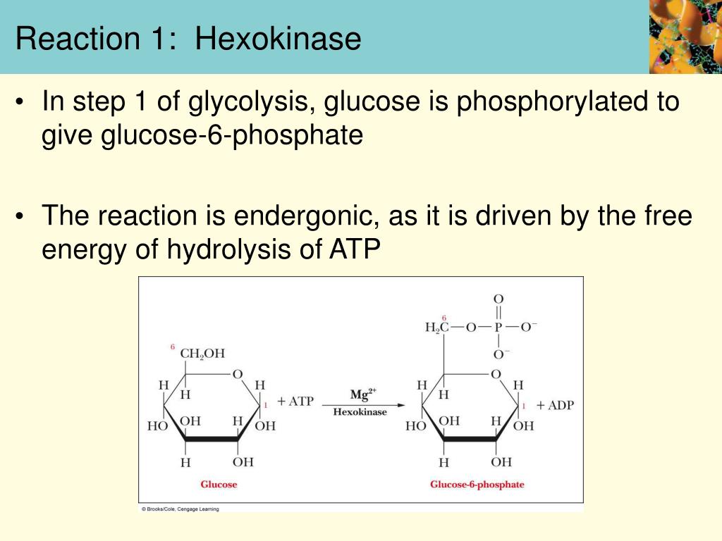 Glycolysis Reactions
