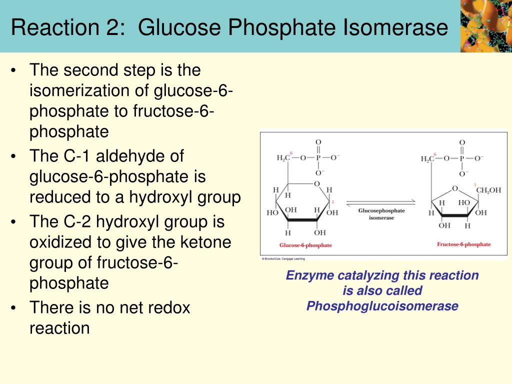 PPT - The Overall Pathway of Glycolysis PowerPoint Presentation, free ...