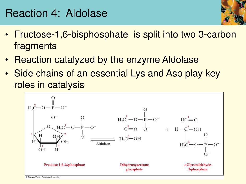 PPT - The Overall Pathway of Glycolysis PowerPoint Presentation, free ...