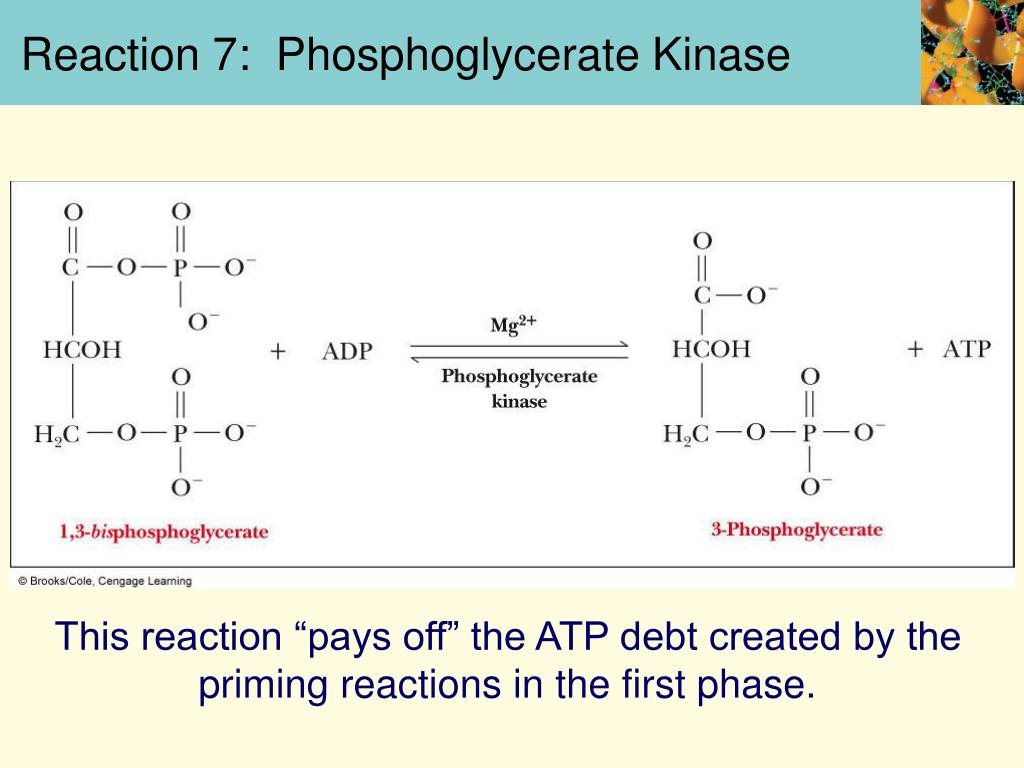 PPT - The Overall Pathway of Glycolysis PowerPoint Presentation, free ...