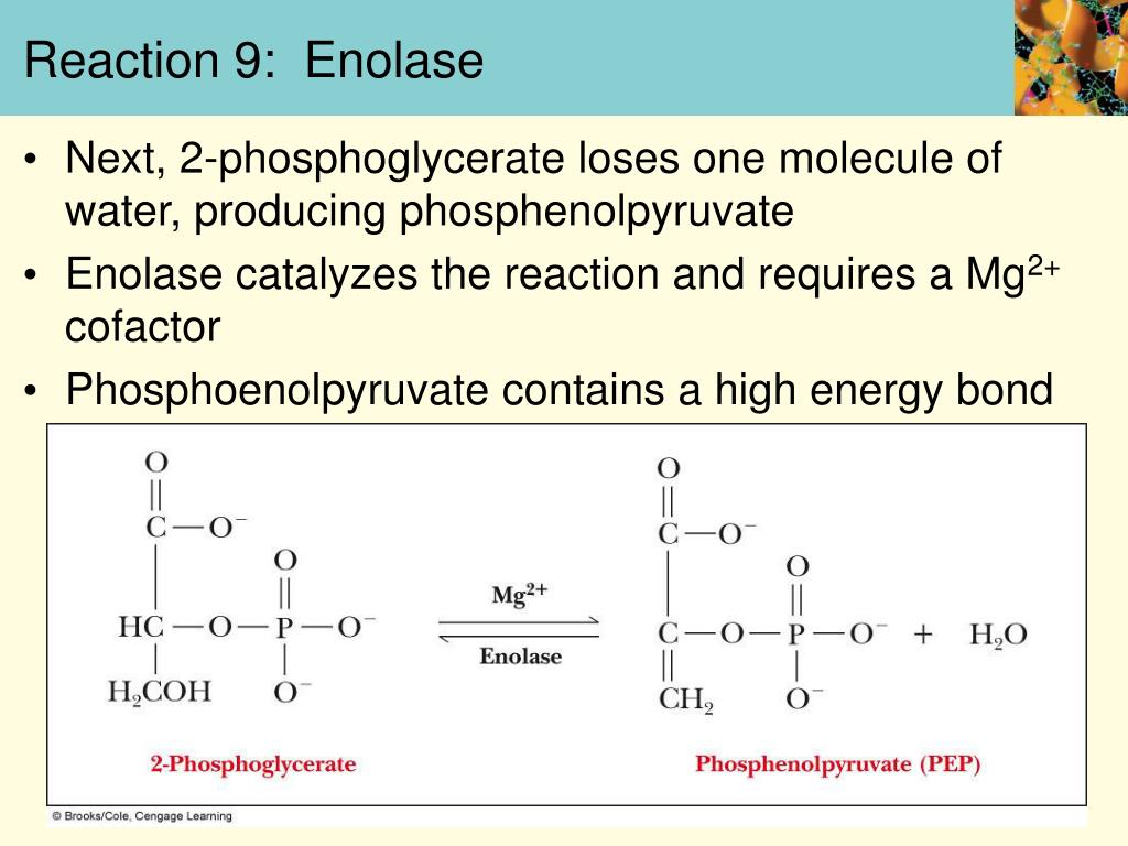 PPT - The Overall Pathway of Glycolysis PowerPoint Presentation, free ...