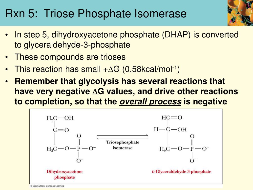 PPT - The Overall Pathway of Glycolysis PowerPoint Presentation, free ...