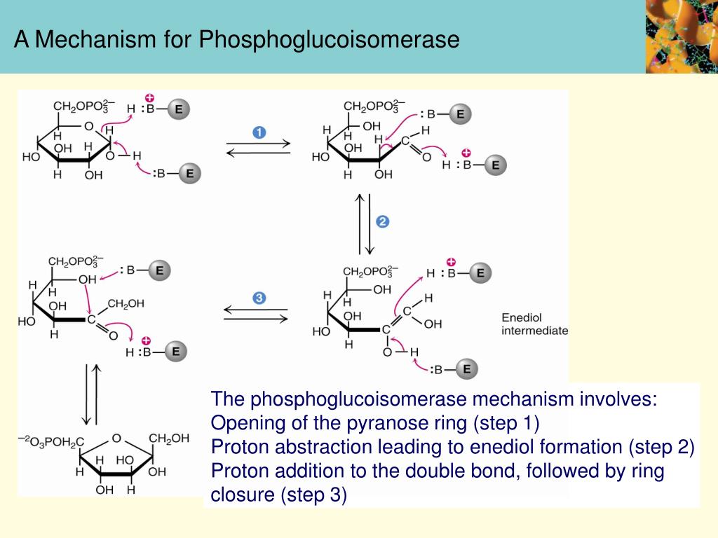PPT - The Overall Pathway of Glycolysis PowerPoint Presentation, free ...