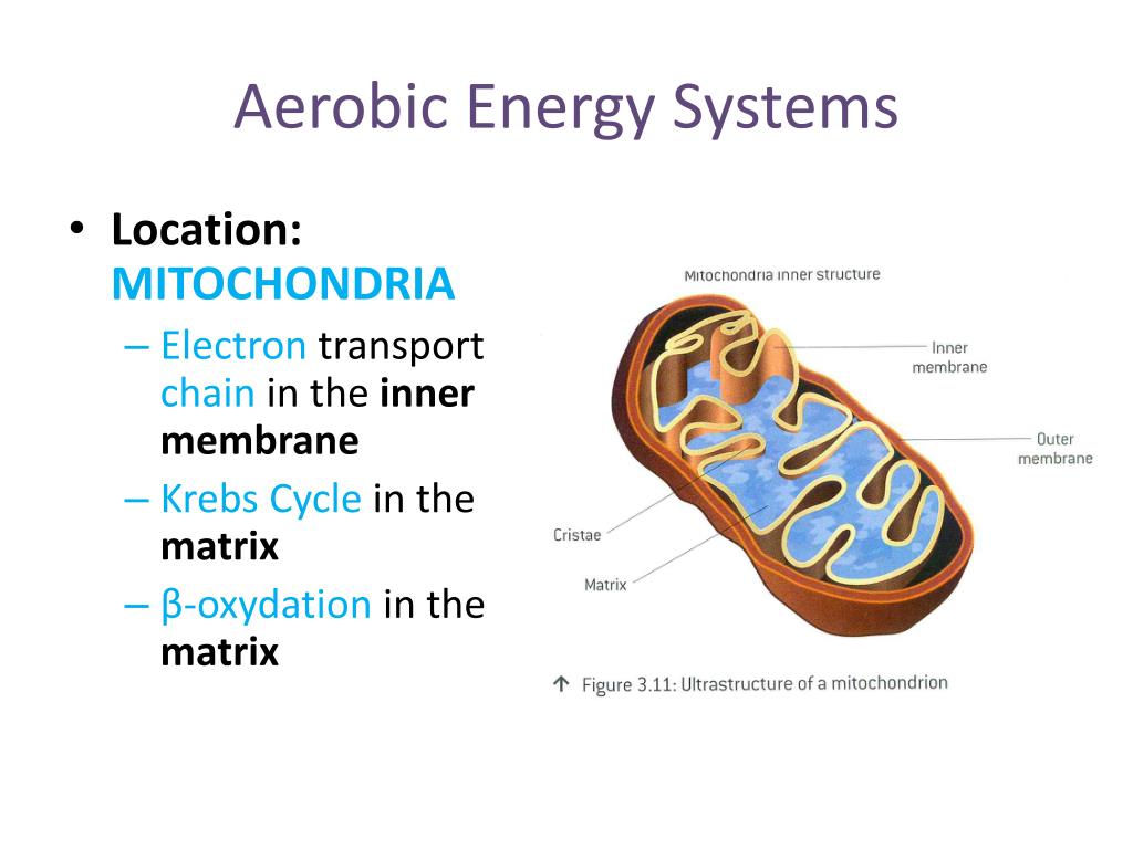 PPT - 3.3. NUTRITION AND ENERGY SYSTEMS PowerPoint Presentation, free download - ID:6238525