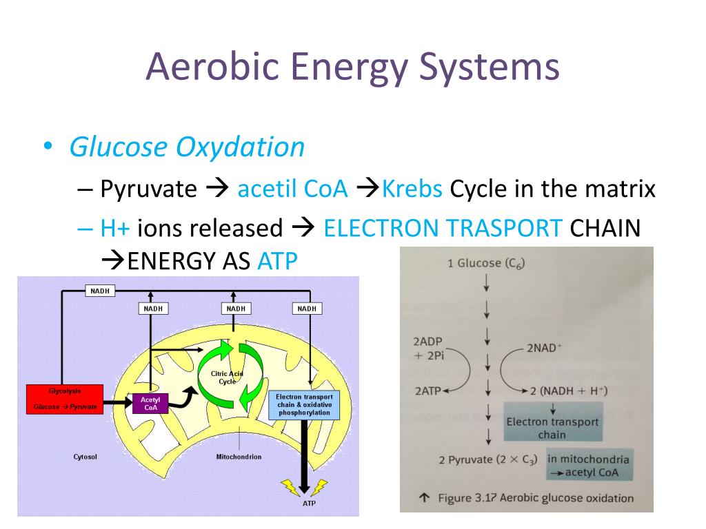 PPT - 3.3. NUTRITION AND ENERGY SYSTEMS PowerPoint Presentation, free download - ID:6238525