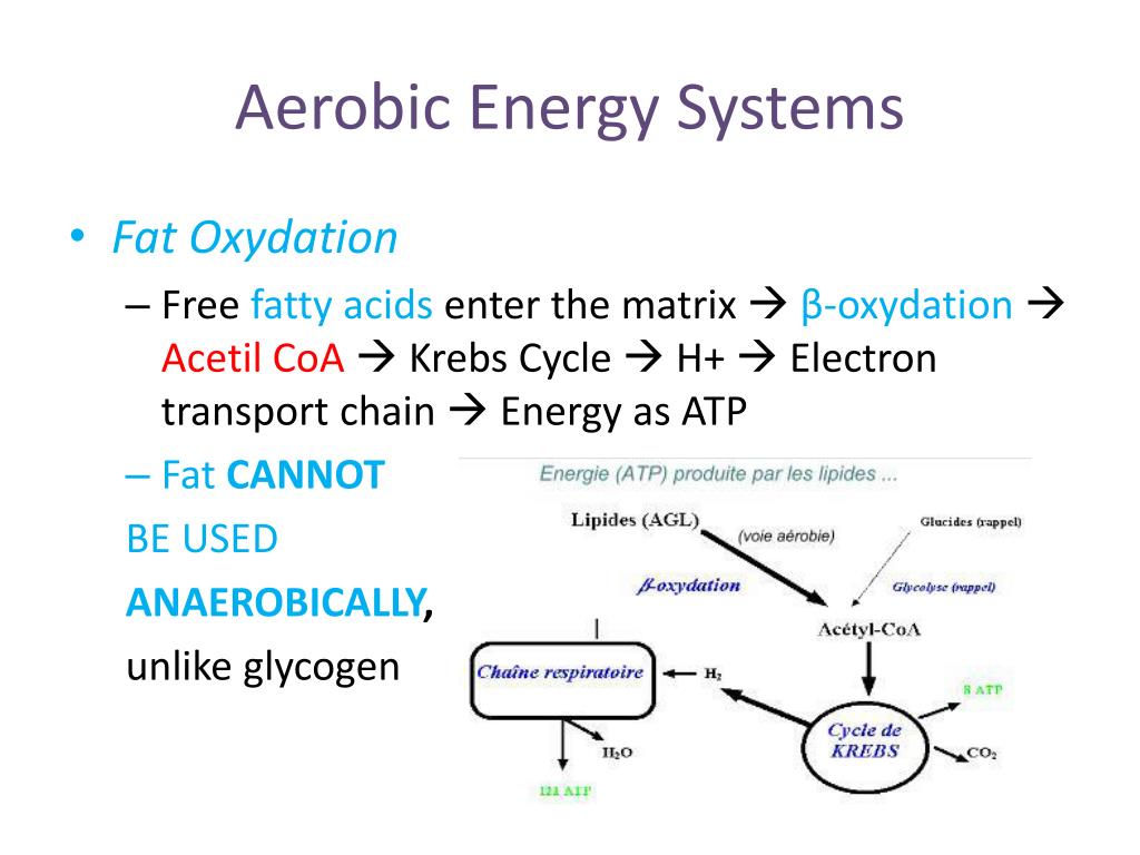 PPT - 3.3. NUTRITION AND ENERGY SYSTEMS PowerPoint Presentation, free download - ID:6238525