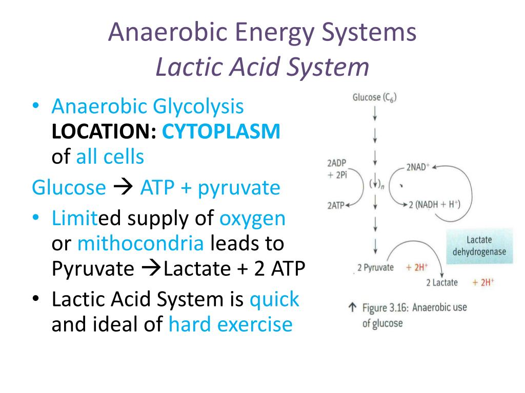 PPT - 3.3. NUTRITION AND ENERGY SYSTEMS PowerPoint Presentation, free download - ID:6238525
