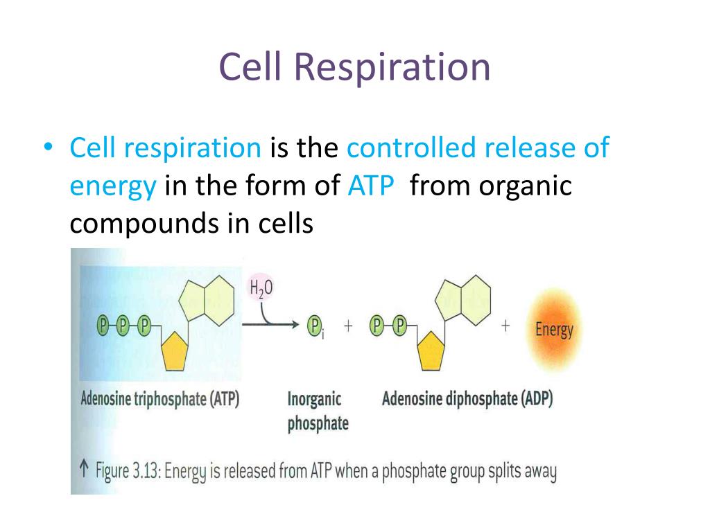 PPT - 3.3. NUTRITION AND ENERGY SYSTEMS PowerPoint Presentation, free download - ID:6238525