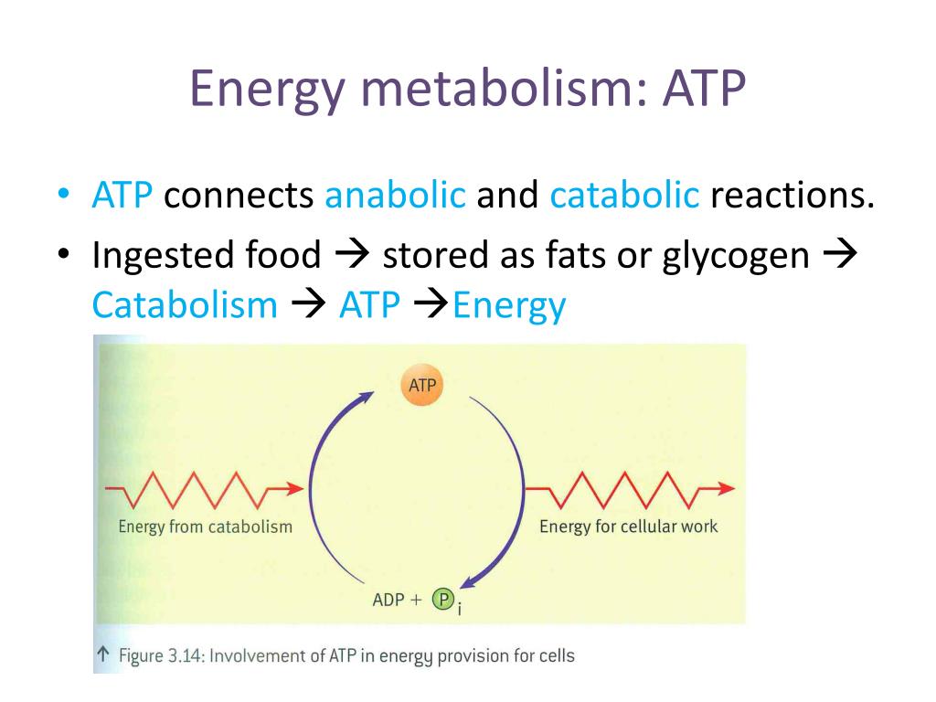 PPT - 3.3. NUTRITION AND ENERGY SYSTEMS PowerPoint Presentation, free download - ID:6238525