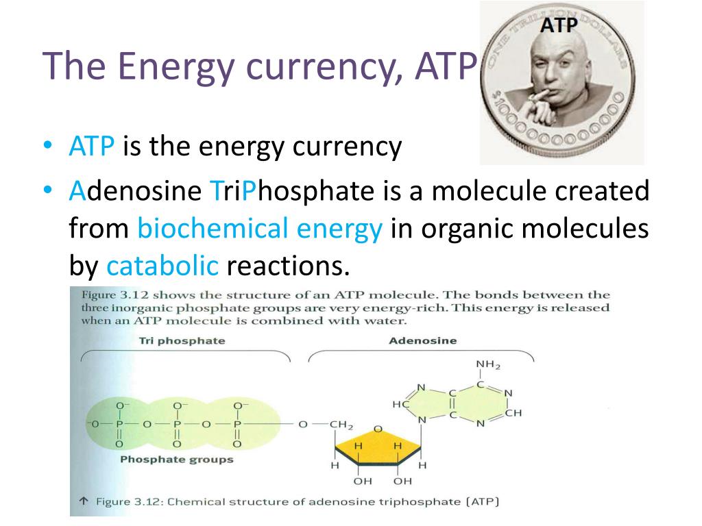 PPT - 3.3. NUTRITION AND ENERGY SYSTEMS PowerPoint Presentation, free download - ID:6238525