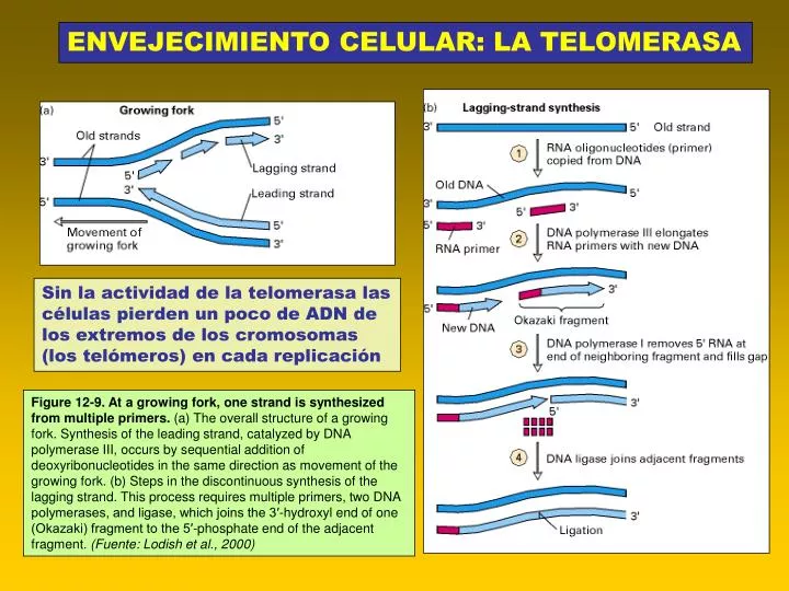 PPT - ENVEJECIMIENTO CELULAR: LA TELOMERASA PowerPoint Presentation ...