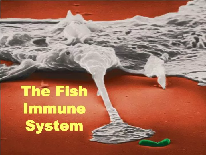 PPT - The Fish Immune System PowerPoint Presentation, free download ...