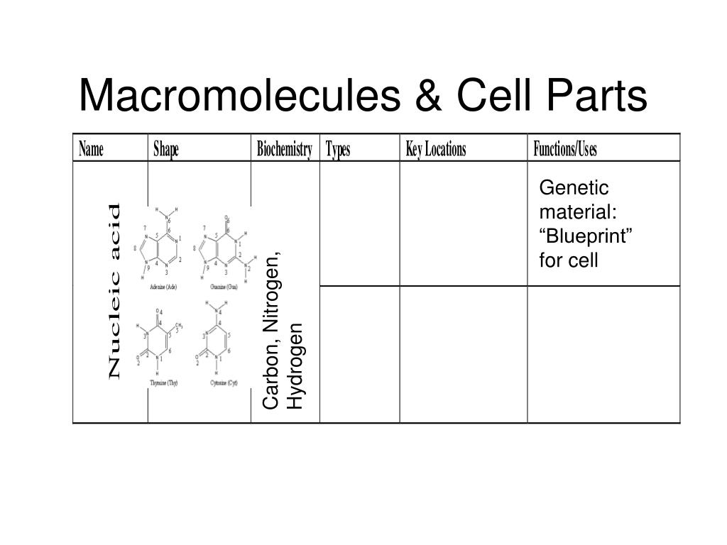 PPT - Central Dogma of Molecular Biology PowerPoint Presentation, free ...