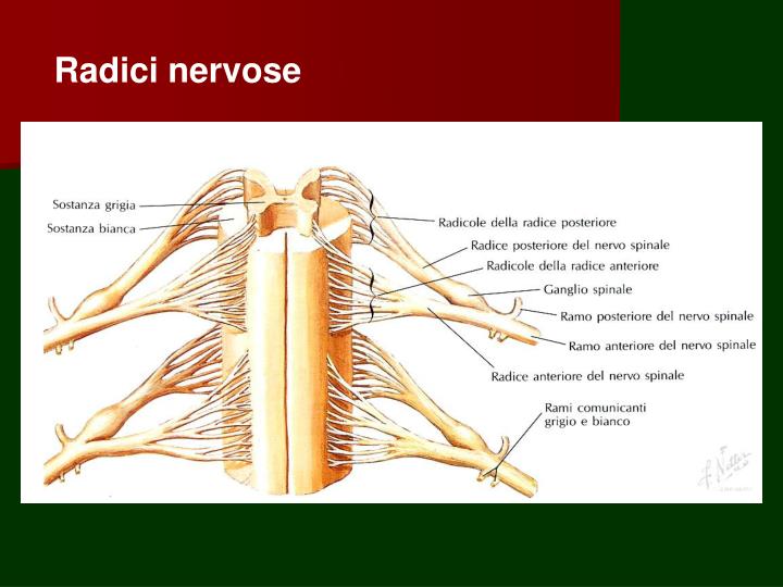 PPT - Colonna e midollo. Anatomia. PowerPoint Presentation - ID:6244707