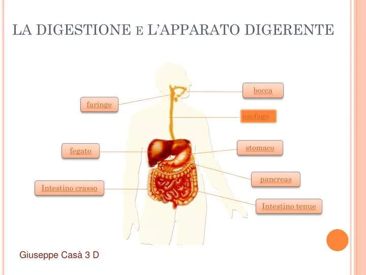 PPT - LA DIGESTIONE e L’APPARATO DIGERENTE PowerPoint Presentation ...