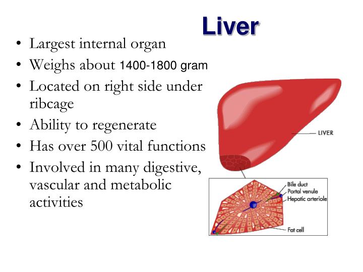 PPT - LIVER BIOCHEMISTRY PowerPoint Presentation - ID:6245385