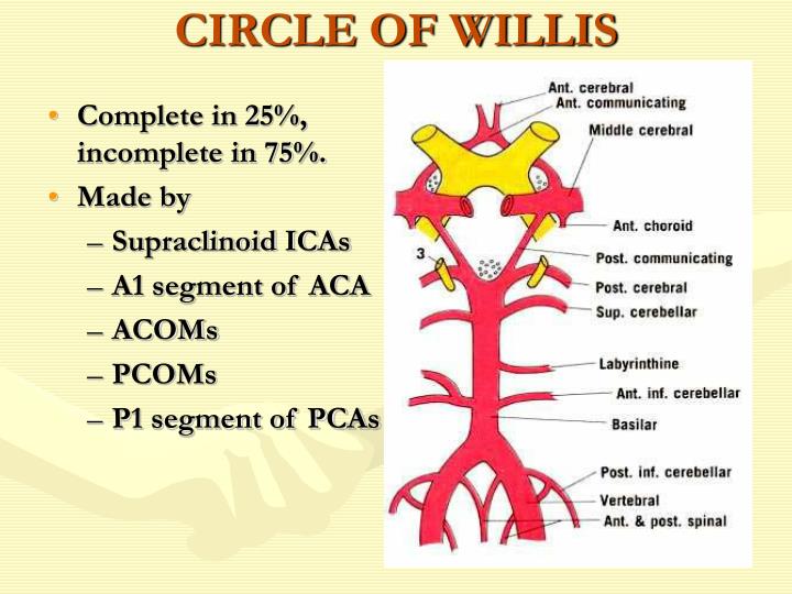 PPT - BLOOD SUPPLY OF BRAIN PowerPoint Presentation - ID:6246371