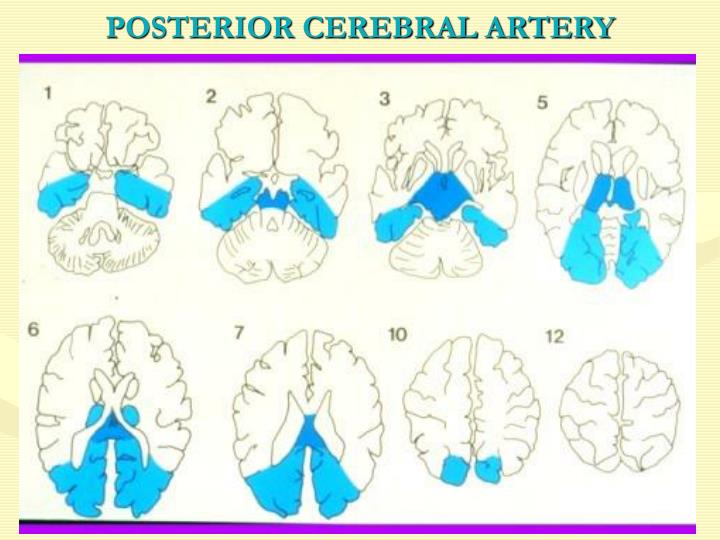 PPT - BLOOD SUPPLY OF BRAIN PowerPoint Presentation - ID:6246371