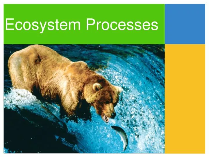 PPT - Ecosystem Processes PowerPoint Presentation, free download - ID ...
