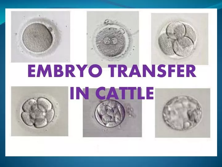 PPT - EMBRYO TRANSFER IN CATTLE PowerPoint Presentation, free download ...