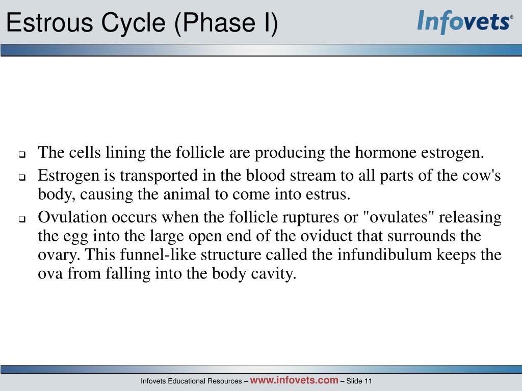 PPT - B110 Female Reproductive Anatomy & Physiology PowerPoint ...
