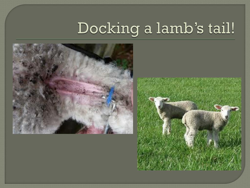 PPT - Animal, Plant and Soil Science(APS) CD PowerPoint Presentation ...