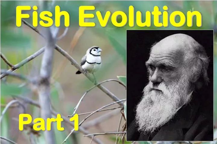 PPT - Fish Evolution PowerPoint Presentation, free download - ID:6249465
