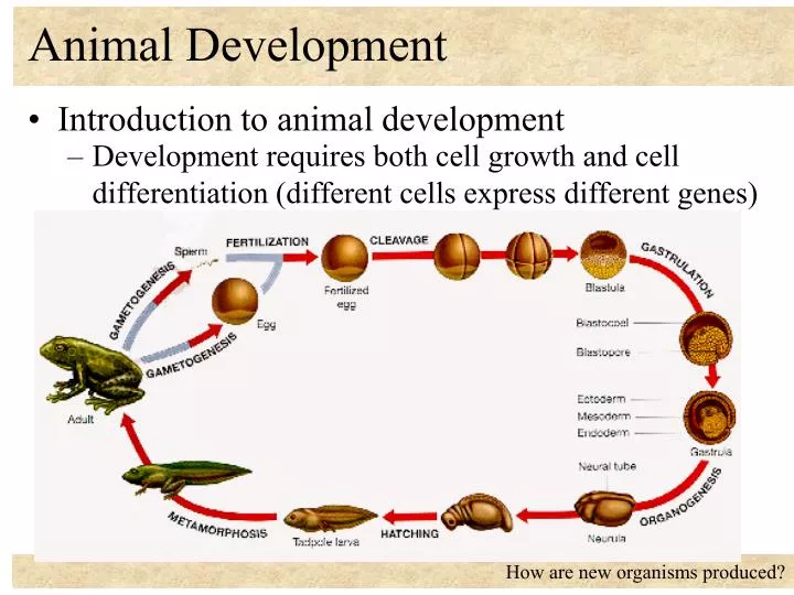 PPT - Animal Development PowerPoint Presentation, free download - ID ...