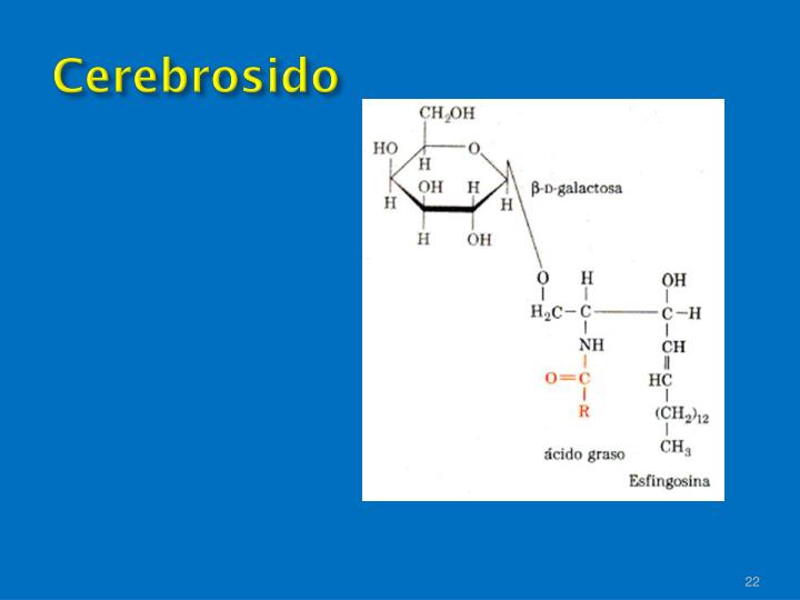 PPT - LIPIDOS COMPUESTOS PowerPoint Presentation - ID:6253208