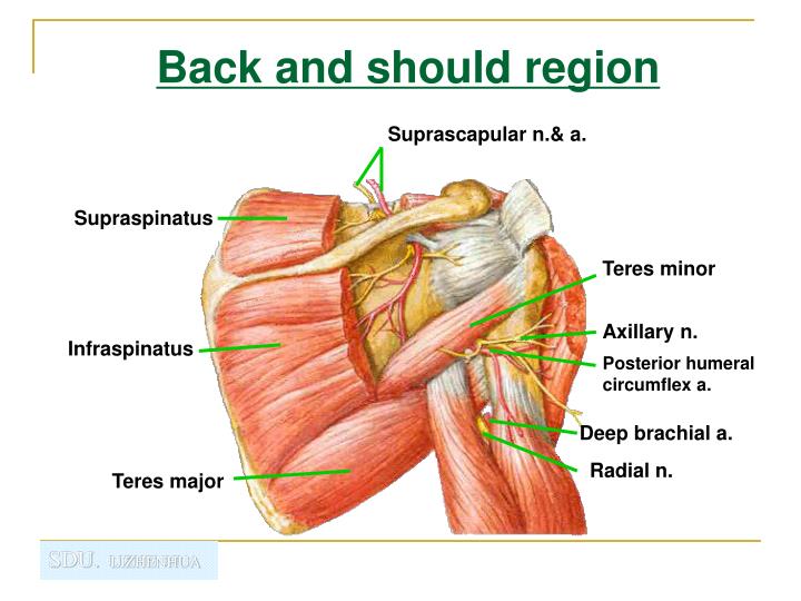 PPT - Dorsal surface of the upper limb PowerPoint Presentation - ID:6253987