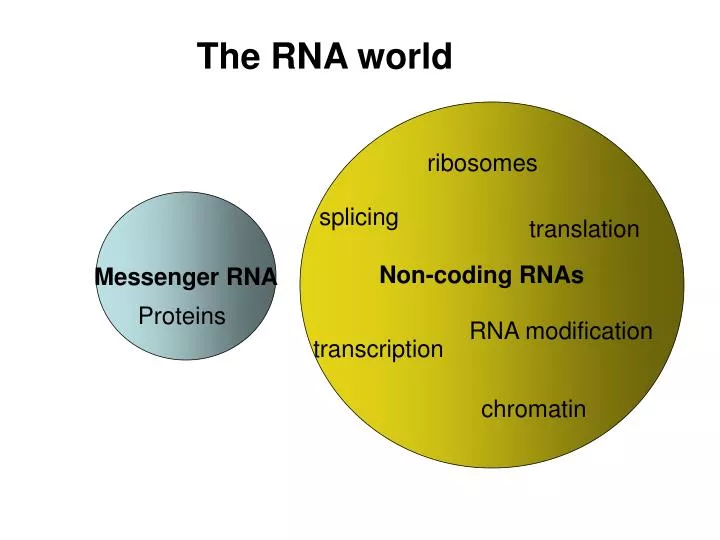 PPT - The RNA world PowerPoint Presentation, free download - ID:6254744