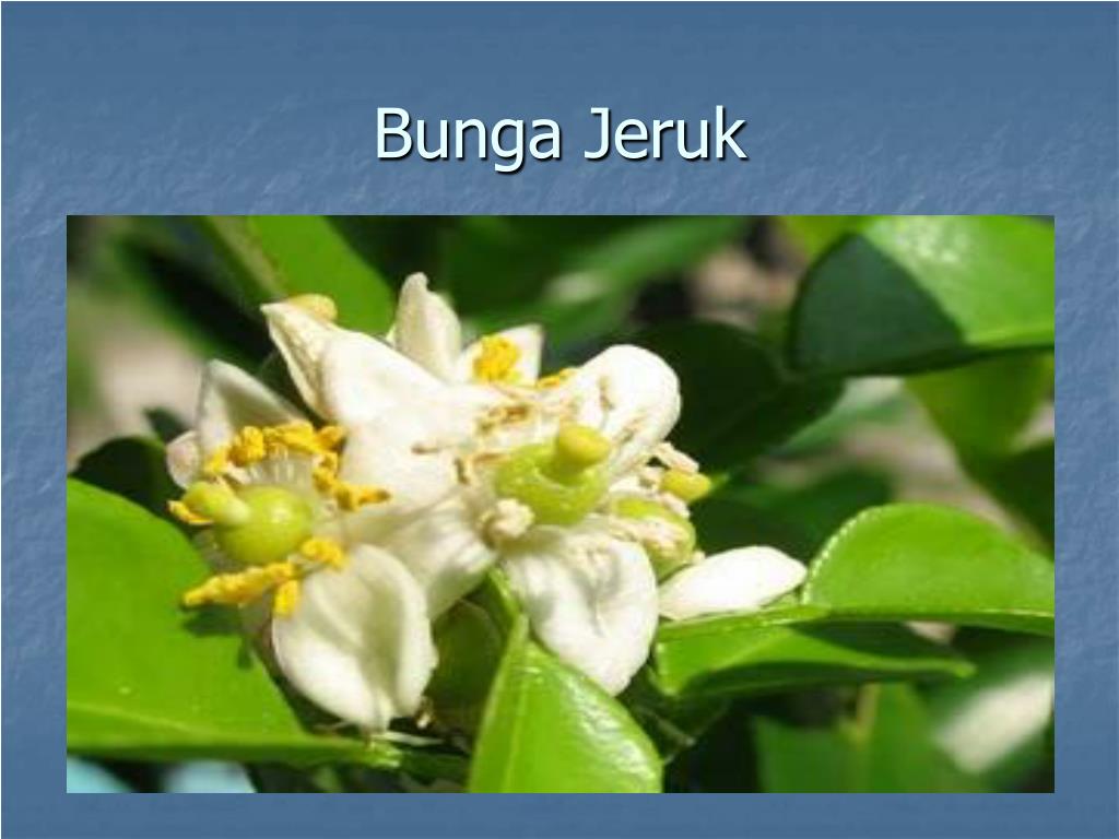 PPT - Bagian-Bagian Bunga II PowerPoint Presentation, free download ...