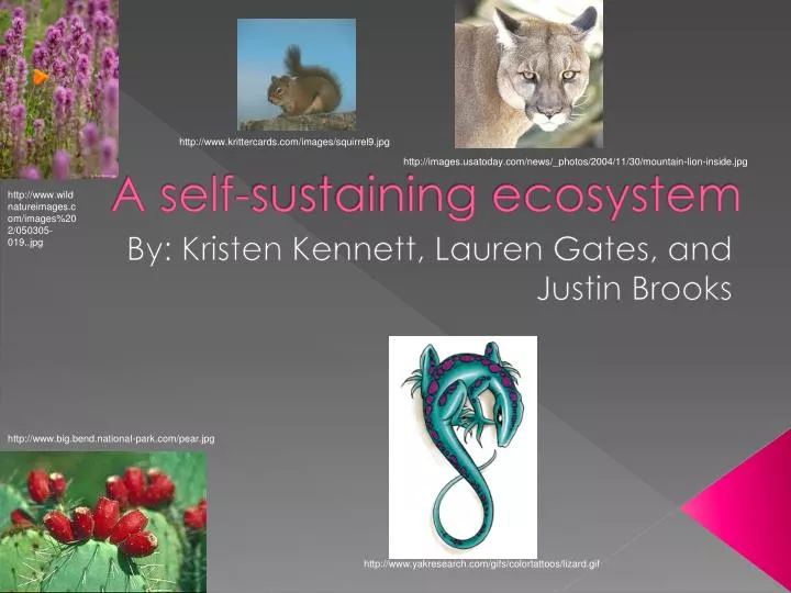 PPT - A self-sustaining ecosystem PowerPoint Presentation, free ...