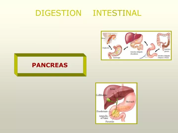 PPT - PANCREAS PowerPoint Presentation, free download - ID:6257597