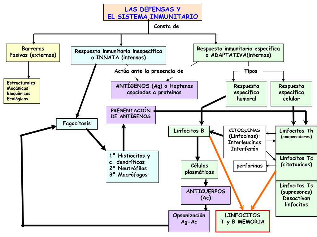 Ppt Tema 12 Inmunología Powerpoint Presentation Free Download Id