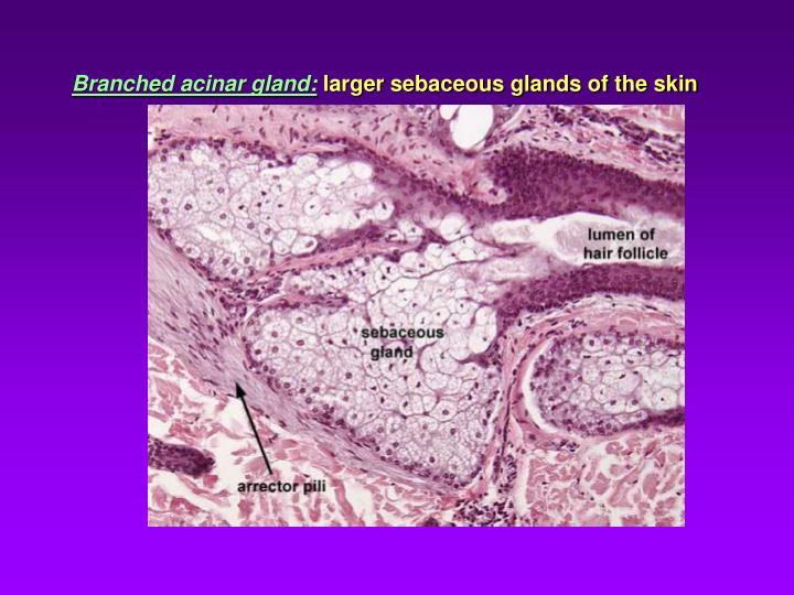 PPT - Histology 1.4. : Glands PowerPoint Presentation - ID:6257951