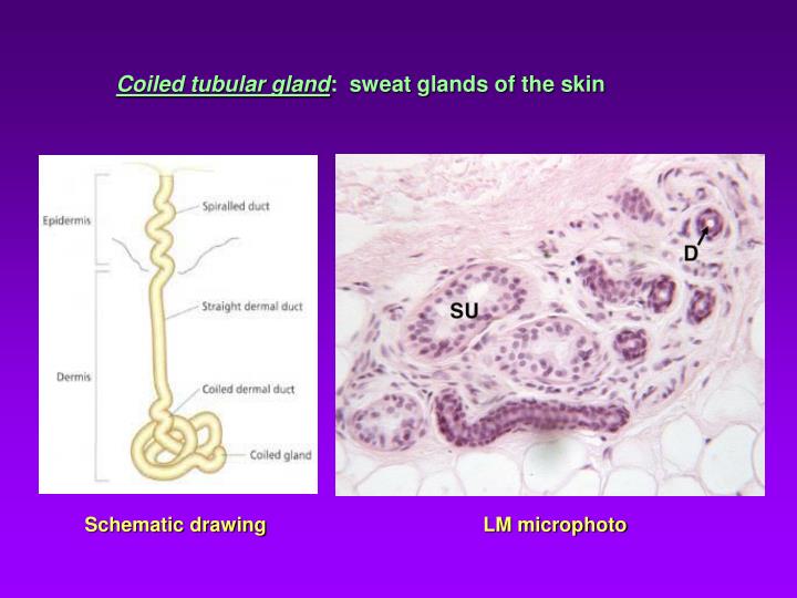 PPT - Histology 1.4. : Glands PowerPoint Presentation - ID:6257951