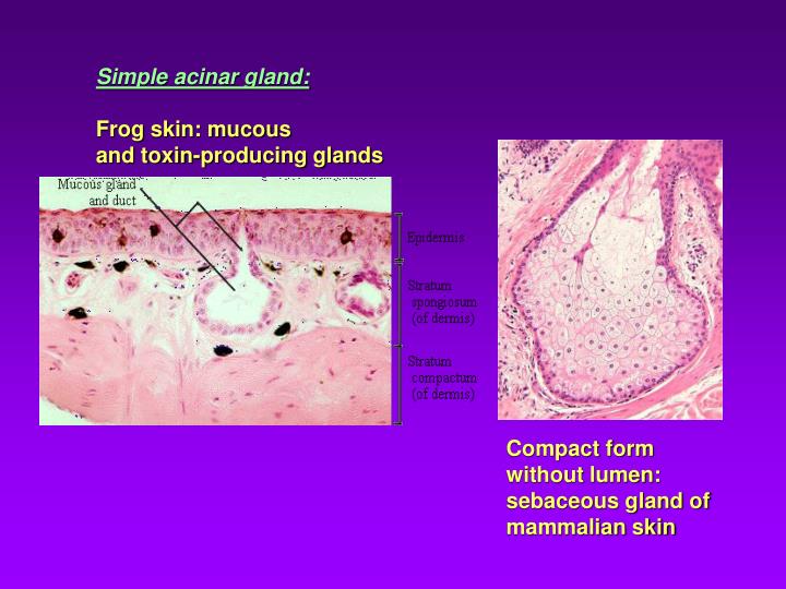 PPT - Histology 1.4. : Glands PowerPoint Presentation - ID:6257951