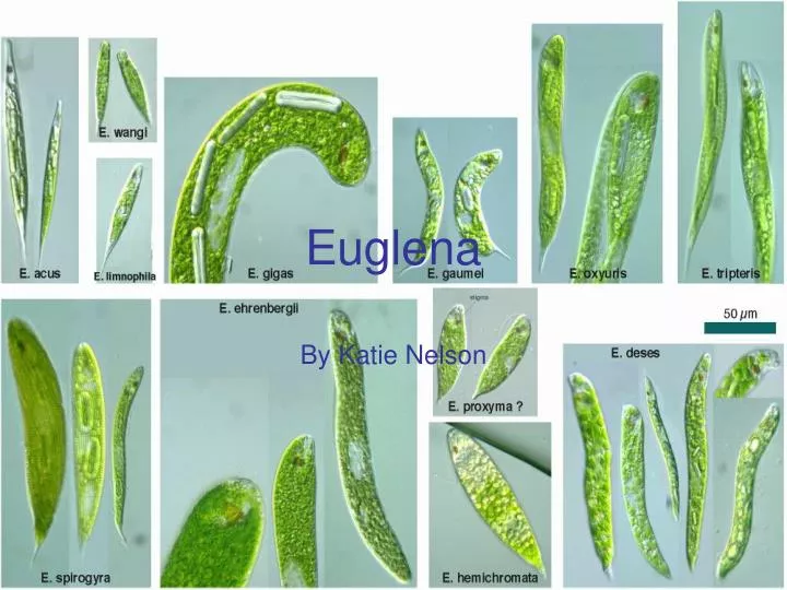 PPT - Euglena PowerPoint Presentation, free download - ID:6258063
