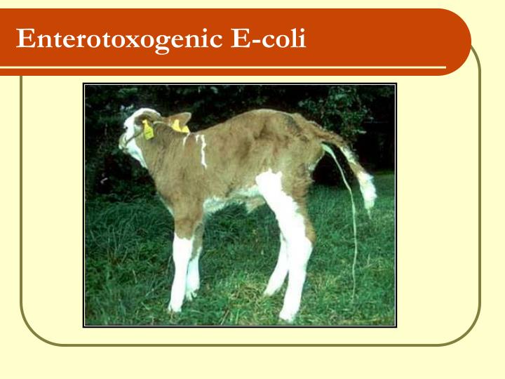 PPT - Calf Scours PowerPoint Presentation - ID:6258488