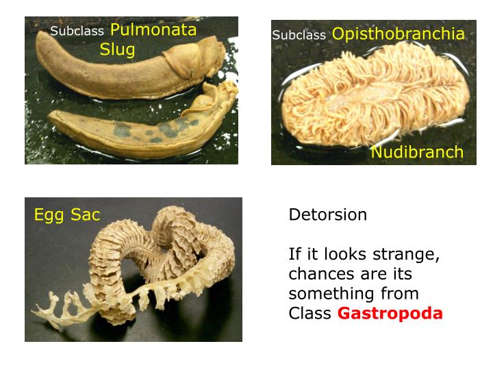 PPT - Phylum Mollusca (5 Classes) Scaphopoda Cephalopoda – Head foot ...