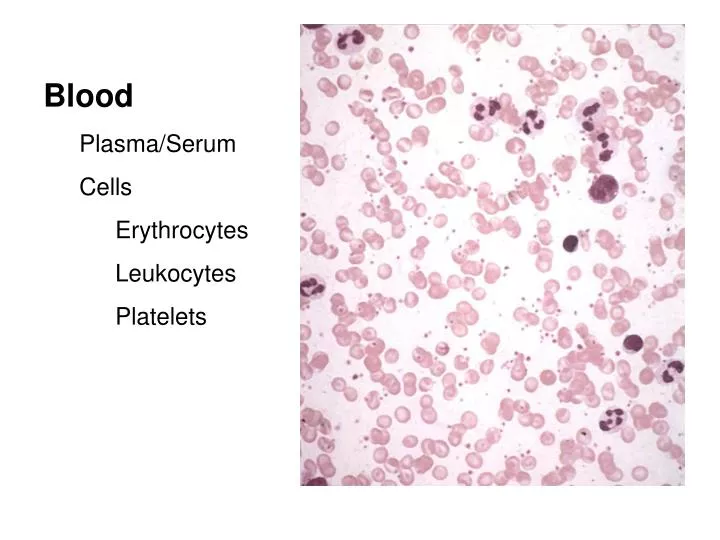 PPT - Blood Plasma/Serum Cells Erythrocytes Leukocytes Platelets ...