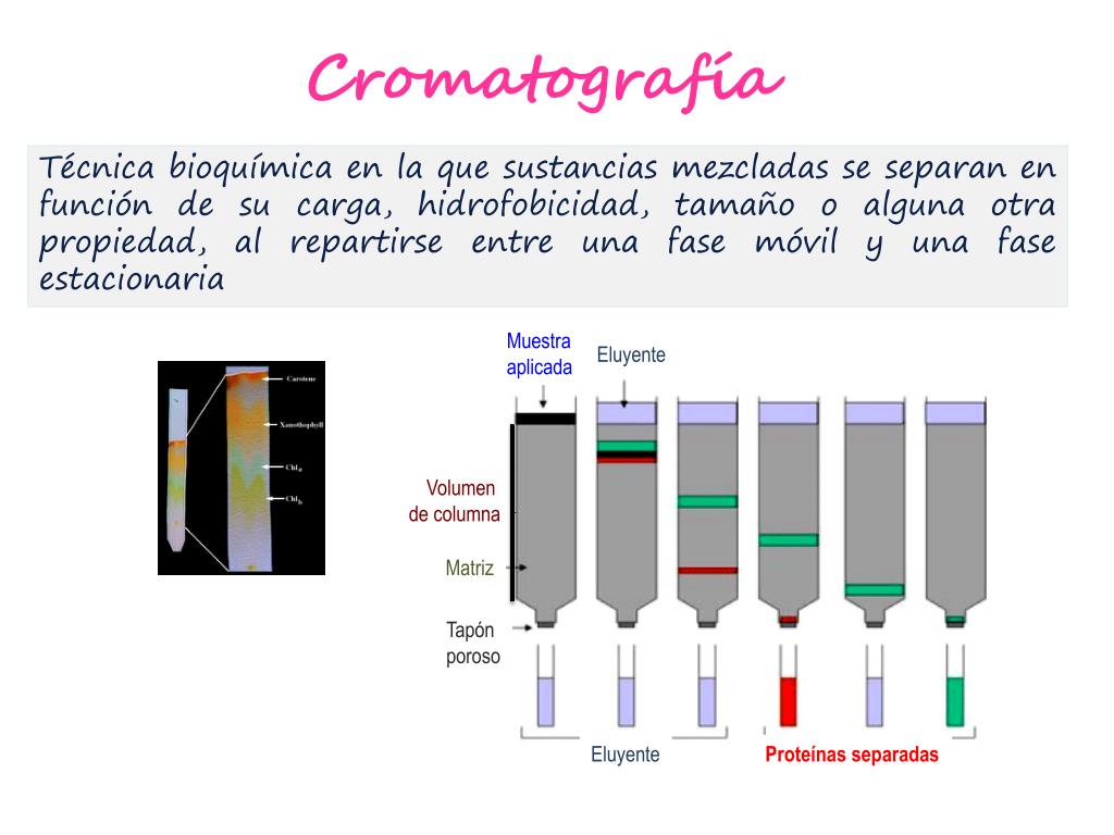 Absorcion Cromatografia Hot Sex Picture